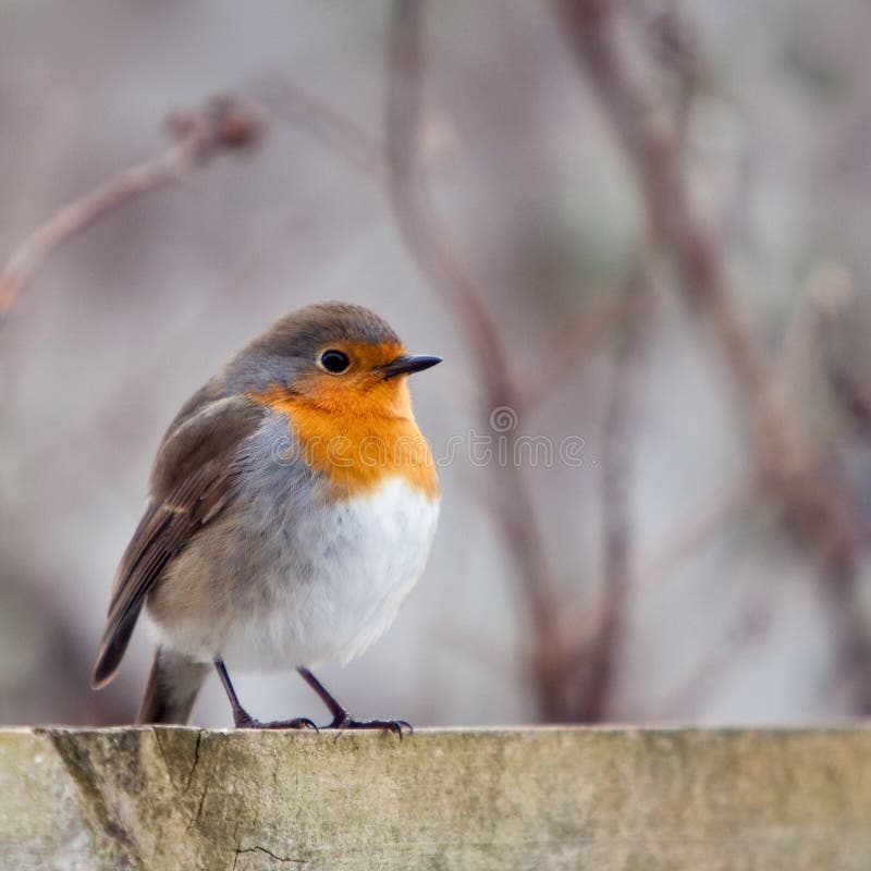 Ein Roter Rotkehlchenvogel, Der Auf Einem Zaun Sitzt Stockbild - Bild ...