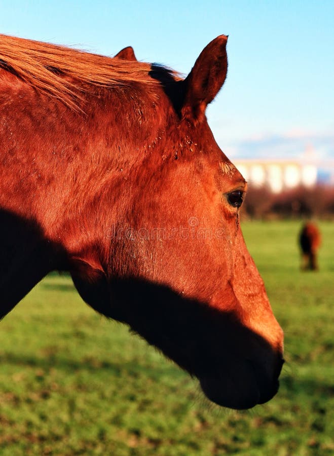 Ein rotes Pferd stockfoto. Bild von schatten, kopf, pferd - 48415750