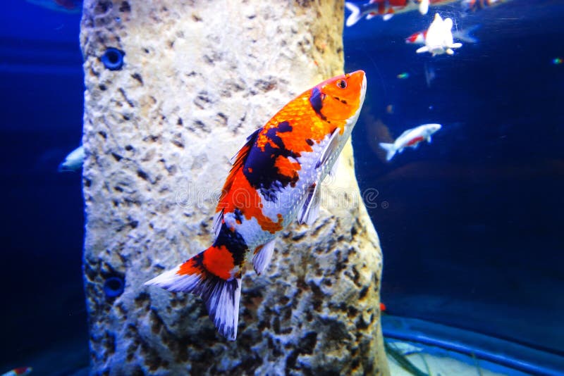 Schöne Bunte Fische Im Aquarium Stockbild - Bild von tiefe, farbe: 88318661