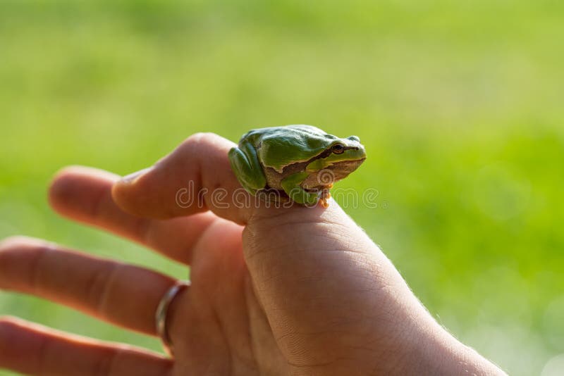 318 Frosch Einer Hand Fotos - Kostenlose und Royalty-Free Stock-Fotos ...