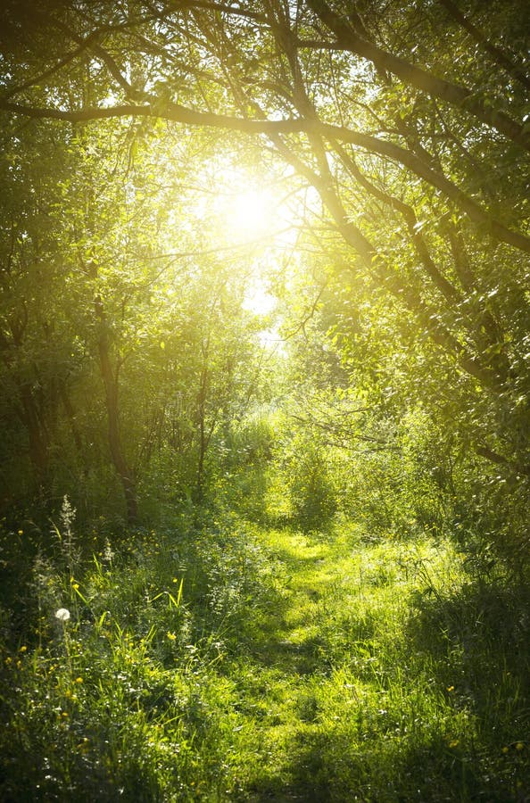 Ein Schmaler Weg Im Feenhaften Wald Stockfoto - Bild von landschaften ...