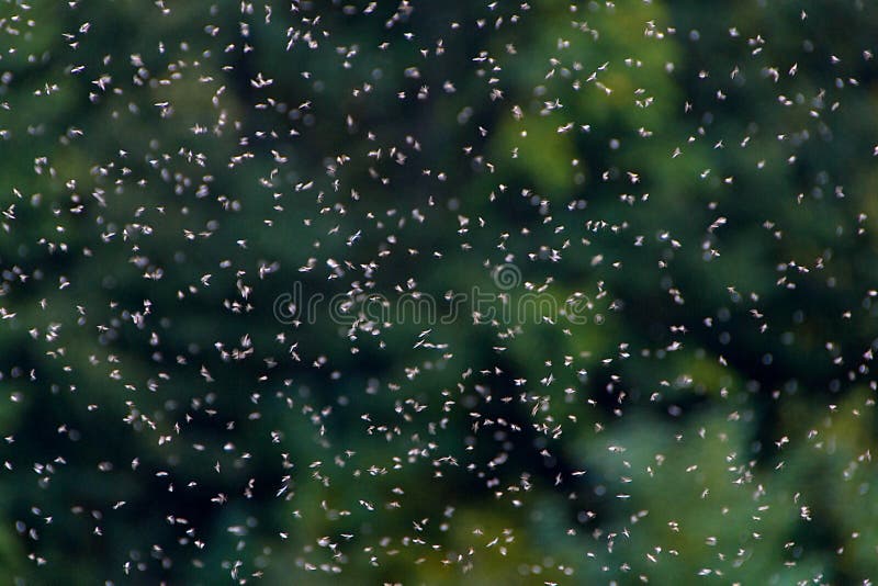 Moskitoschwarm stockfoto. Bild von zahlreich, schweben - 45619824