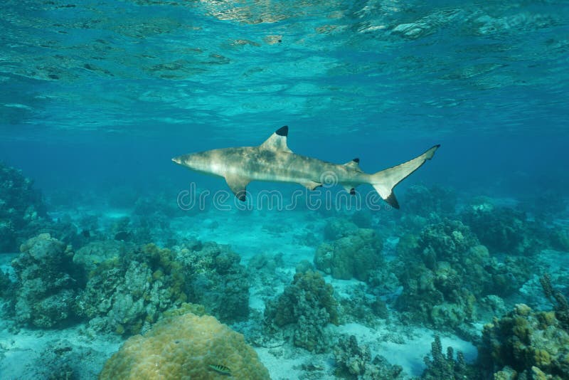 Schwarzspitzen-Riffhaie Und Meeresgrund Pazifischer Ozean Stockbild ...