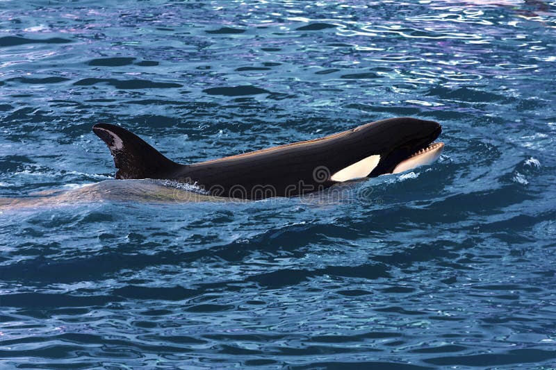 Ein Schwimmen Mörder-Wal (SchwertwalOrcinus) Stockfoto - Bild von ...