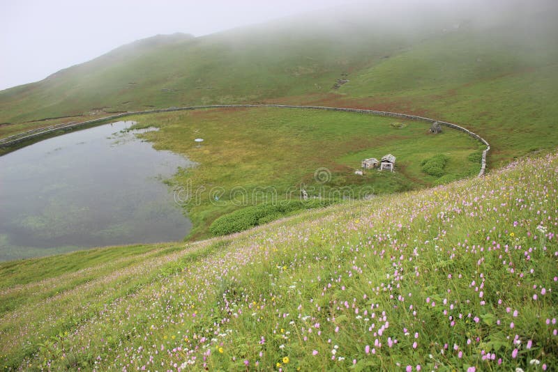 Ein See in Einer Wiese Mit Blumen Stockfoto - Bild von grasland, weide ...