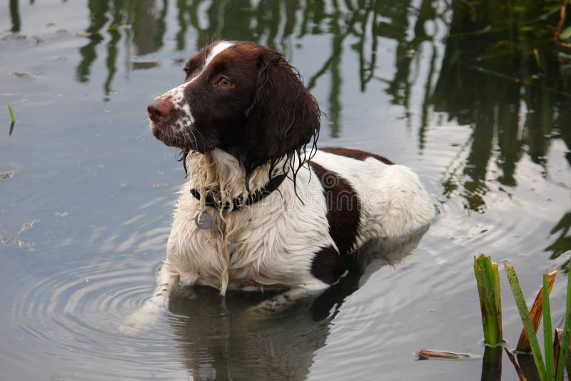 Ein Arbeitender English Springer Spaniel, Ein Jagdhund Als Haustier ...