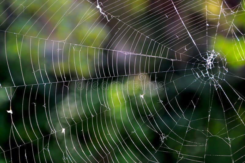 Ein Spinnennetz stockfoto. Bild von horizontal, deutschland - 33014458