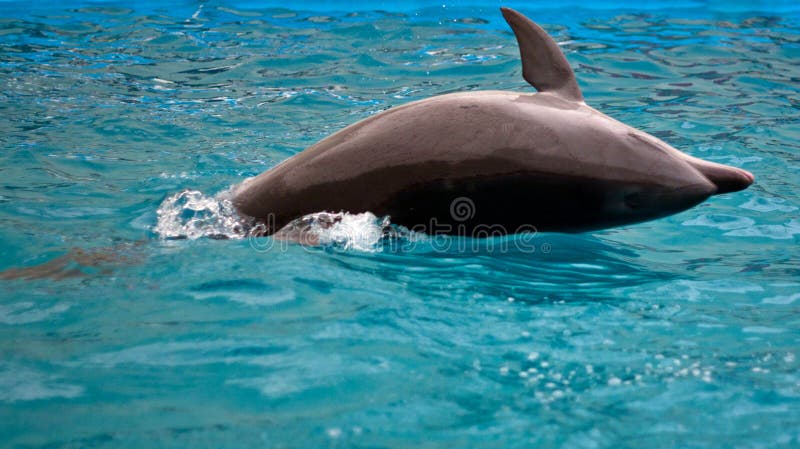 122 Springender Delphin Fotos - Kostenlose und Royalty-Free Stock-Fotos ...