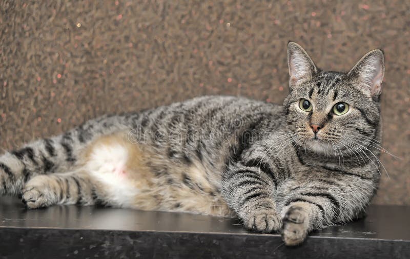 Eine Starke Gestreifte Katze Stockbild - Bild von säugetier, tatze ...