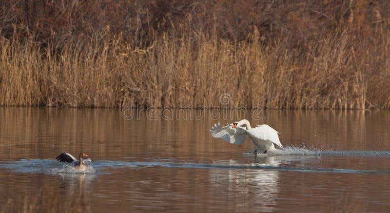 Ein Stummer Schwan, Der Eine Gans in Angriff Nimmt Stockfoto - Bild von ...