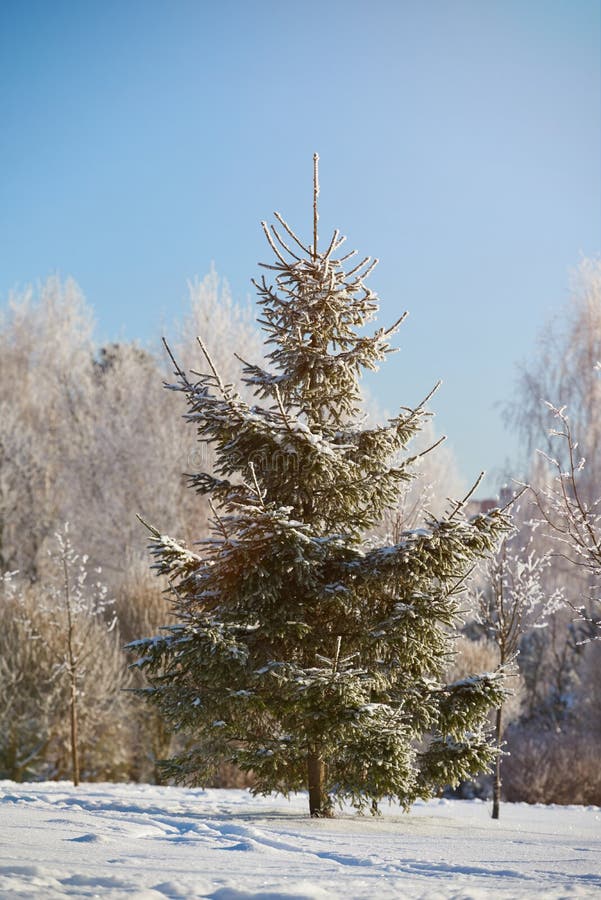 Tannenbaum in einem Park stockfoto. Bild von winter, betrieb - 16787568