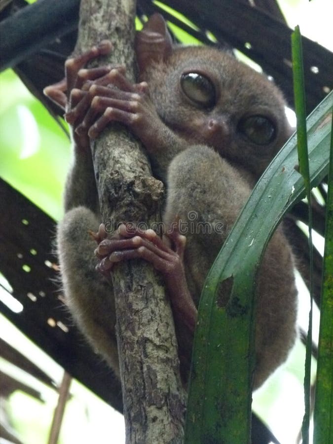 Tarsier in Bohol, Philippinen Kleinster Affe in Der Welt Stockbild ...