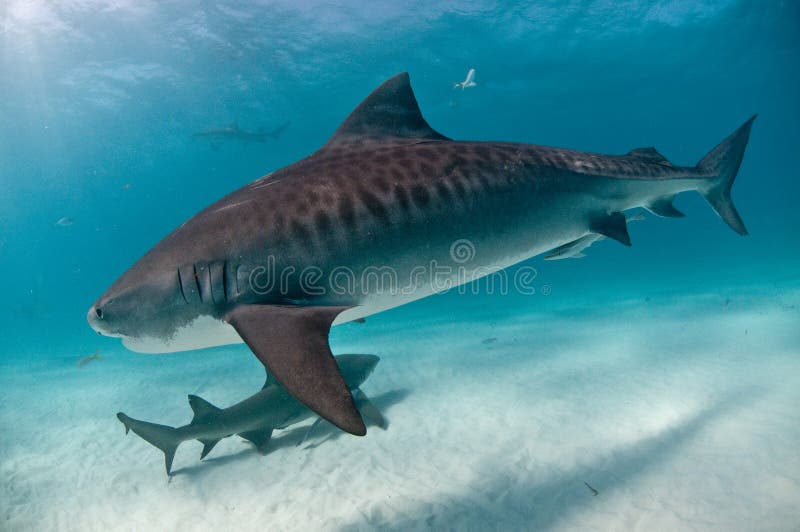 Ein Tigerhai, Der Vorbei Treibt Stockfoto - Bild von leicht, tauchen ...