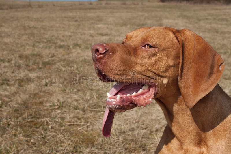 Ein Vizsla Hund, Ungarischer Zeiger Stockbild - Bild von fokus ...