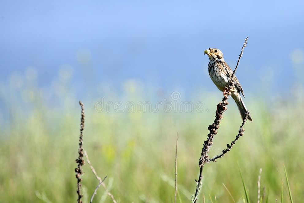 Ein Vogel auf einem Kraut stockfoto. Bild von blüten, baum - 9806130