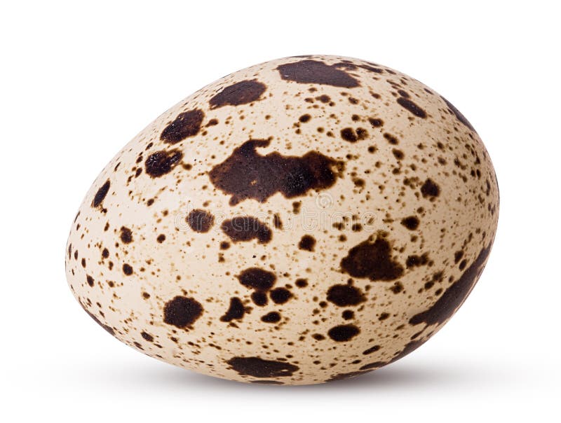 Ein Wachtelei stockfoto. Bild von frech, nahrung, protein - 104408510