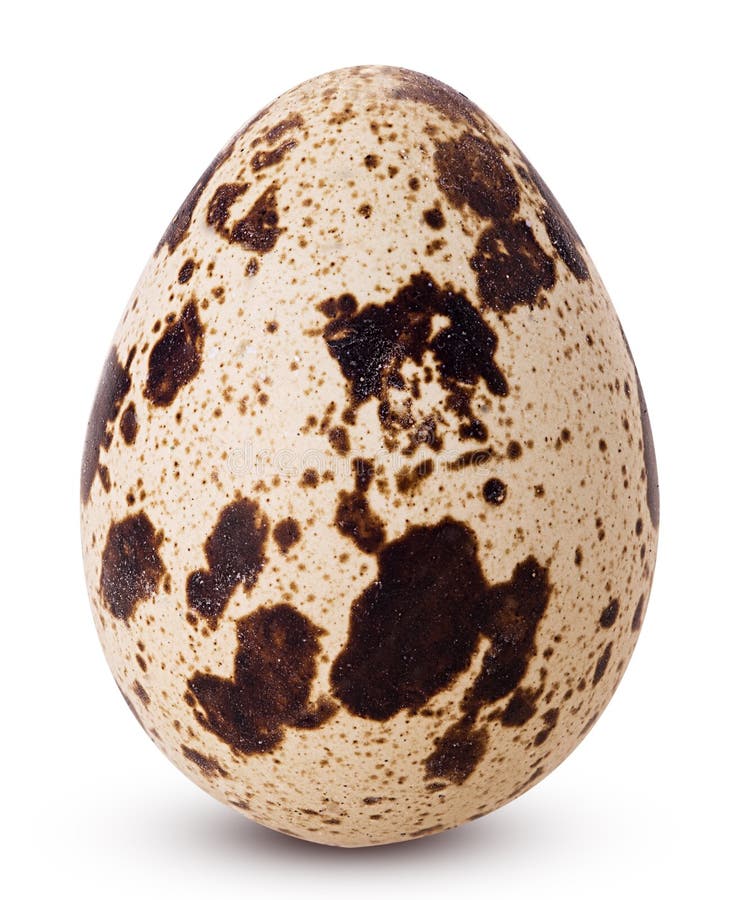 Ein Wachtelei stockfoto. Bild von frech, nahrung, protein - 104408510