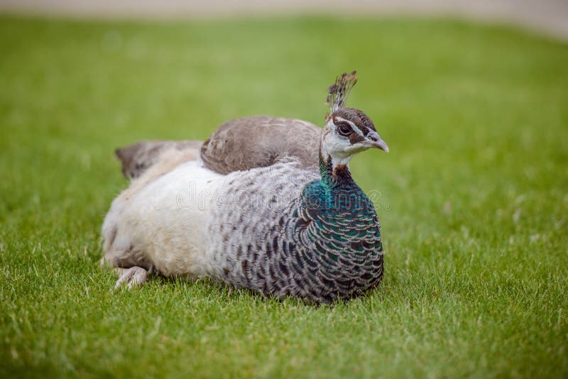 Ein Weiblicher Pfau Im Gras Stockfoto - Bild von vogel, frau: 93221124