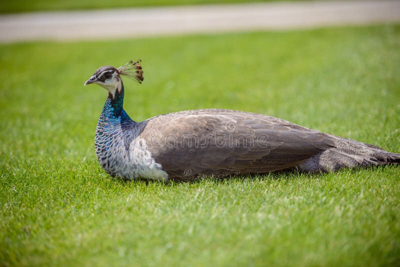 Weiblicher Pfau in Kloster Vvedensky Vladychny Monastyr Vvedenskiy ...