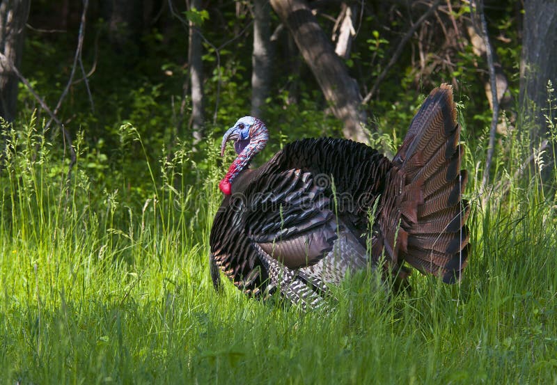 Ein Wilder Truthahn, Der Durch Die Wiese Stolziert Stockfoto - Bild von ...