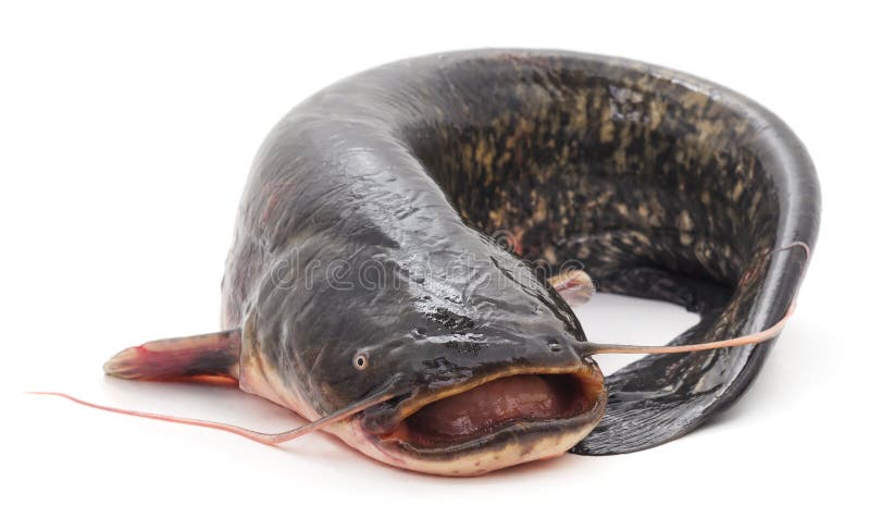 Wilder Wels stockfoto. Bild von essen, freilassung, protein - 67662958