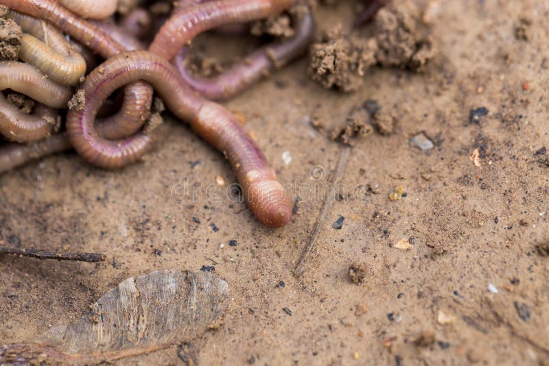 Ein Wurm Aus Den Grund Makro Stockbild - Bild von nahaufnahme ...
