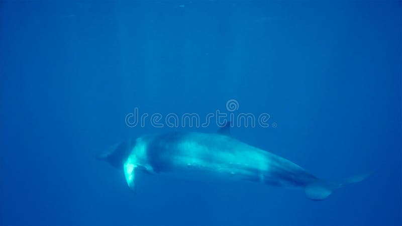 Antarktischer Zwergwal, Der Zwischen Verwitterte Eisberge, Antarktische ...