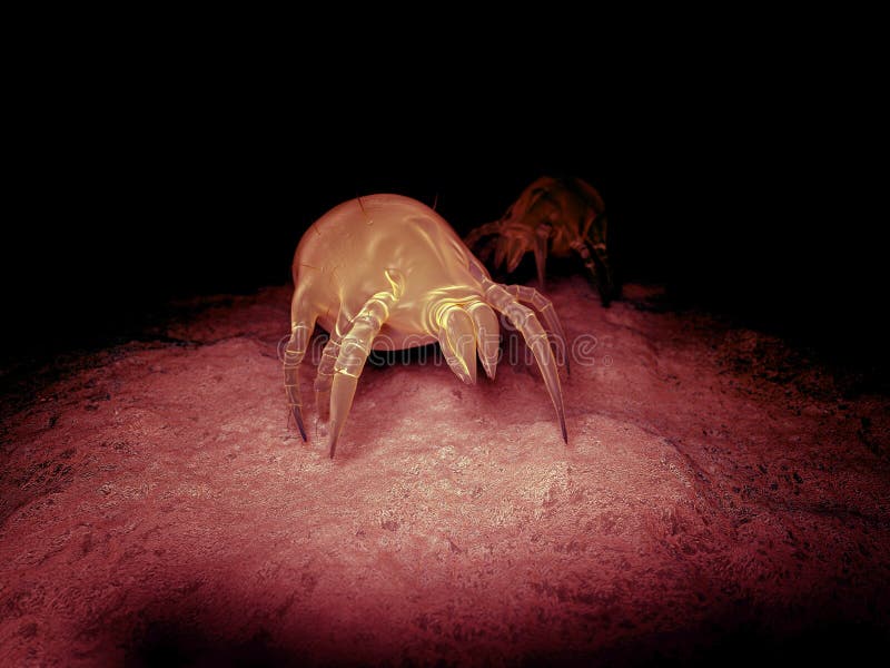 Eine allgemeine Staubmilbe stock abbildung. Illustration von immun ...