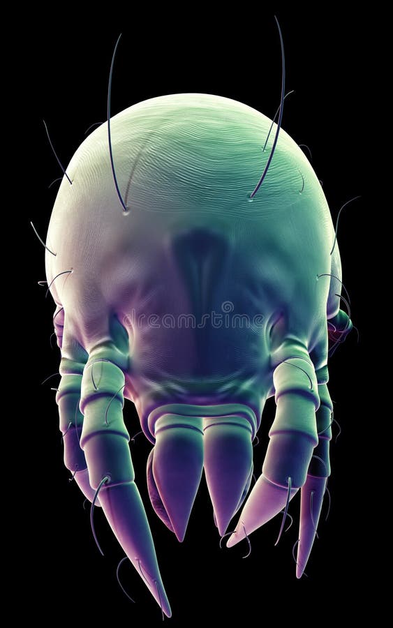 Staubmilbe Dermatophagoides Stock Abbildung - Illustration von ...