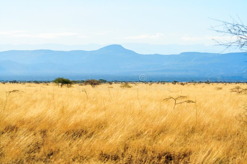 Eine Ansicht Der Afrikanischen Savanne Stockfoto - Bild von nave, baum ...