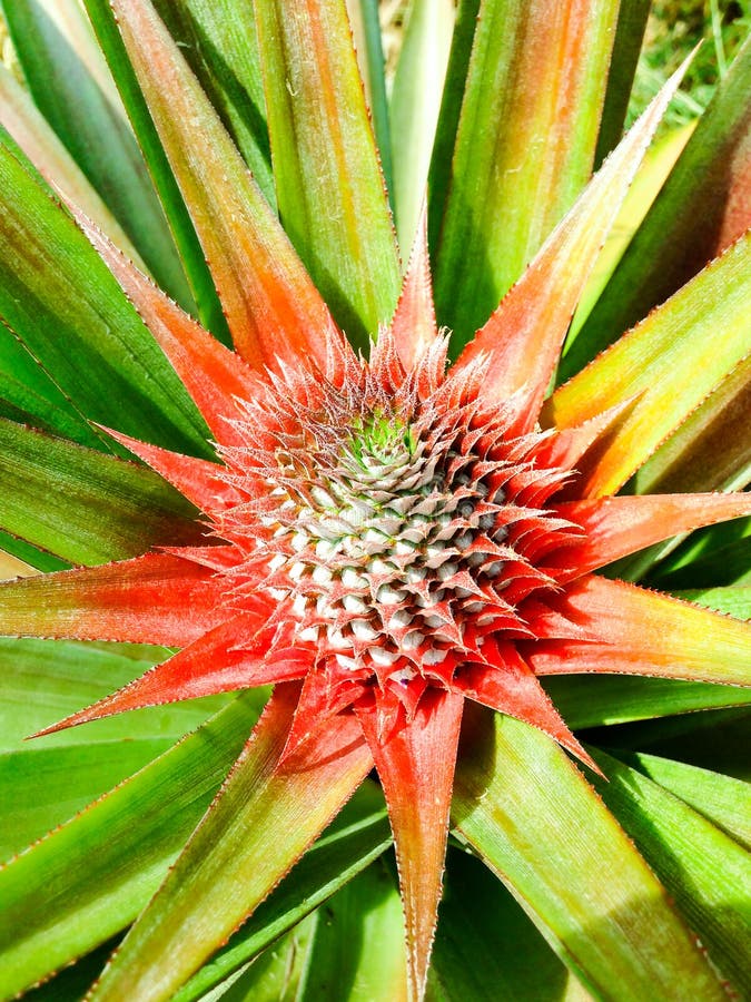 Eine Rote Ananas Des Babys Im Bauernhof Stockbild - Bild von baum ...
