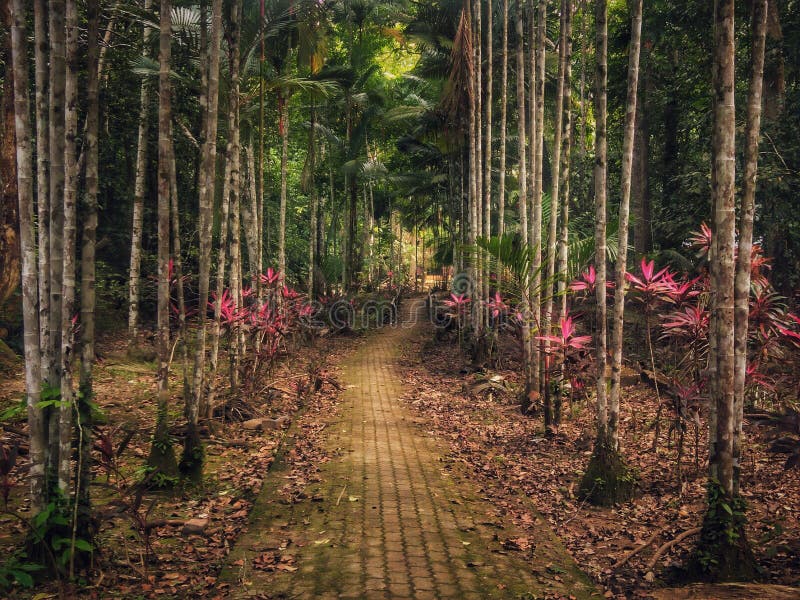 Bukit Wang Recreational Forest in Jitra, Kedah, Malaysia Stockbild ...