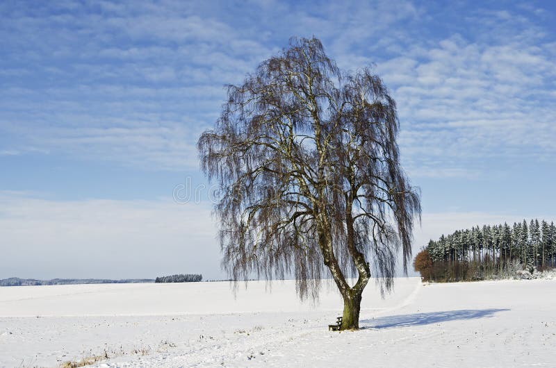 Birke in der Winterzeit stockfoto. Bild von nave, österreich - 109776876