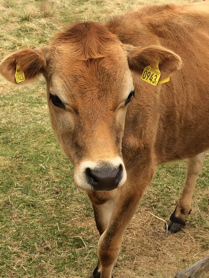 Braune Kuh Stockfotos und Bilder - Laden Sie 2,891 lizenzfreie Fotos ...