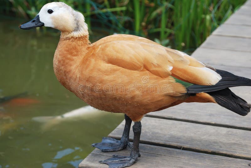 Eine braune nette Ente stockfoto. Bild von feder, tier - 26254416