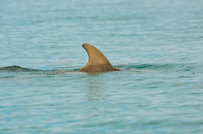 Eine Delphinflosse Im Ozean Stockfoto - Bild von schwimmen, nave: 90684592