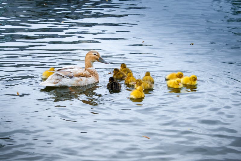 Ente mit Küken stockbild. Bild von küken, ente - 73777051