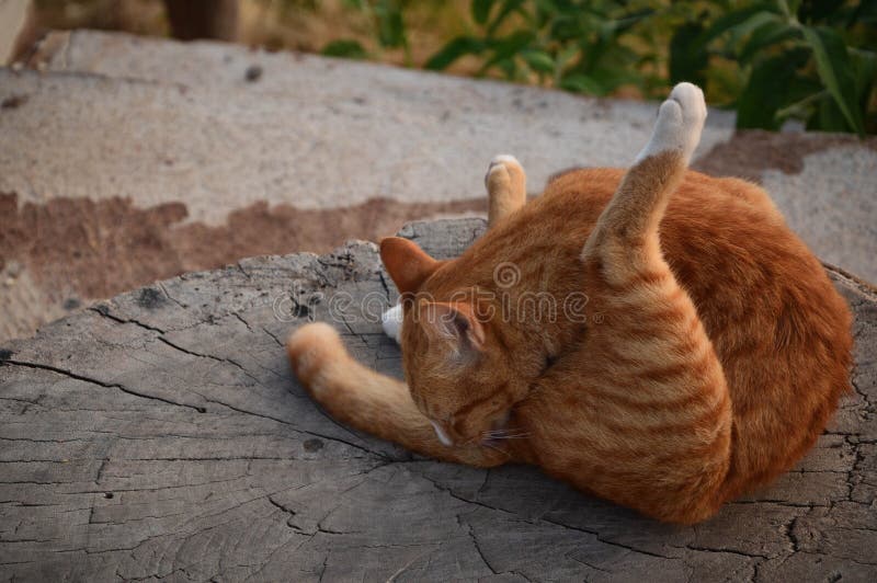 Eine faule Katze stockfoto. Bild von baum, stumpf, katze - 68339940