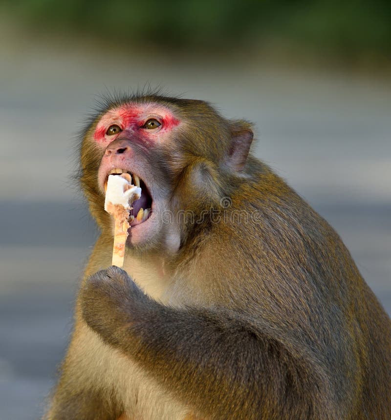 Eine Fette Affe Esting-Eiscreme Stockbild - Bild von kauen, popsicle ...