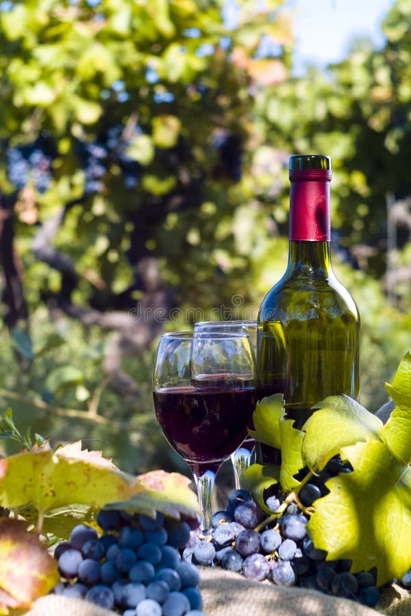 Eine Flasche Rotwein Im Wineyard Stockbild - Bild von kroatien ...