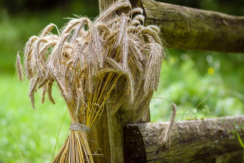 Garbe Stockfotos und Bilder - Laden Sie 10,695 lizenzfreie Fotos herunter