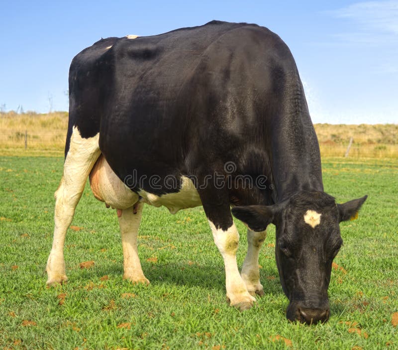 Holstein-Milchkuh In Der Hochland-Wiese Stockbild - Bild von euter ...