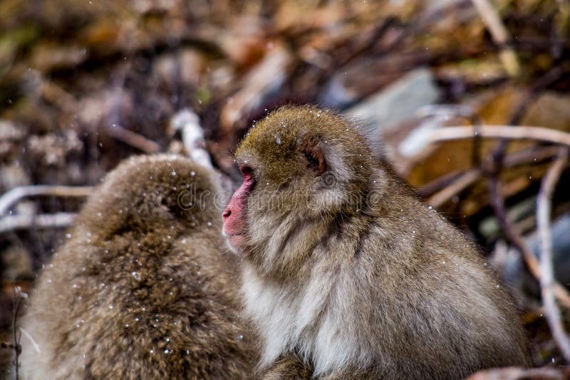 Eine Gruppe Japanische Makaken Stockfoto - Bild von präfektur, subtropisch: 73670526
