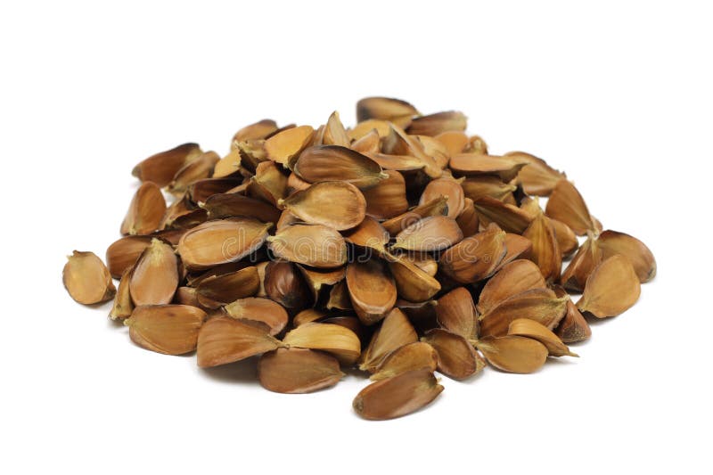 Eine Handvoll Gebratene Buchecker Stockbild - Bild von geschmackvoll ...