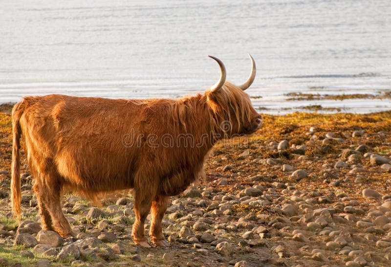 Eine Schottische Hochlandkuh Stockbild - Bild von haar, longhorn: 21137579