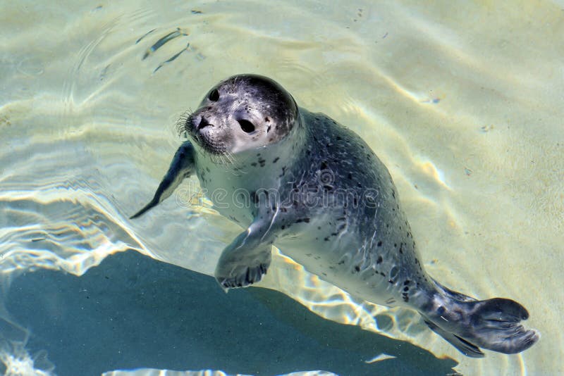 Junge Robbe Liegt Auf Stein Unterirdisch Stockbild - Bild von nagetier ...