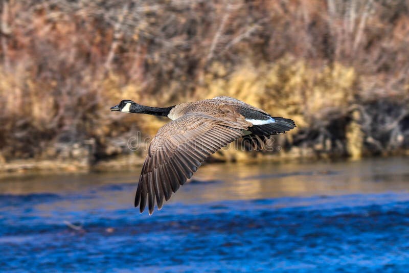 Kanada-Gans im Flug stockbild. Bild von geflügel, konserve - 36864051