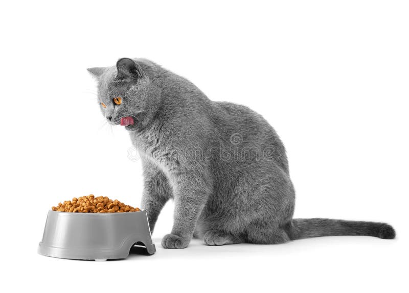 Eine Katze Isst Lebensmittel Und Lickens Stockbild - Bild von katze ...