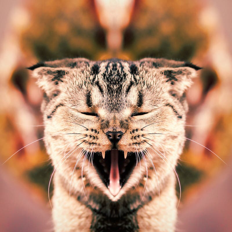 392 Katze Mit Offenem Mund Fotos - Kostenlose und Royalty-Free Stock ...