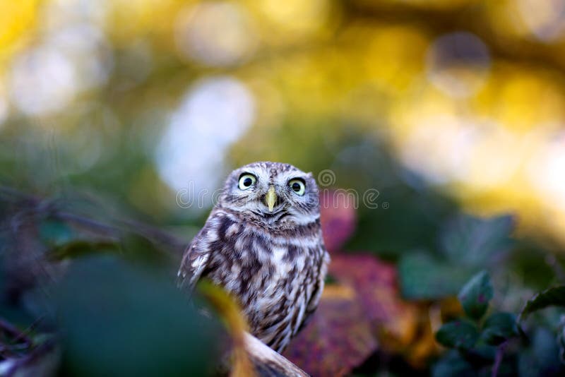 Eine kleine Eule stockbild. Bild von erhaltung, fleischfressend - 18022321